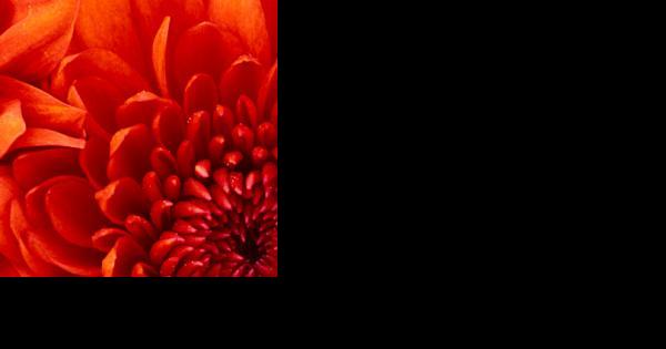 Major Award for Professor Richard Steckel | Department of Economics